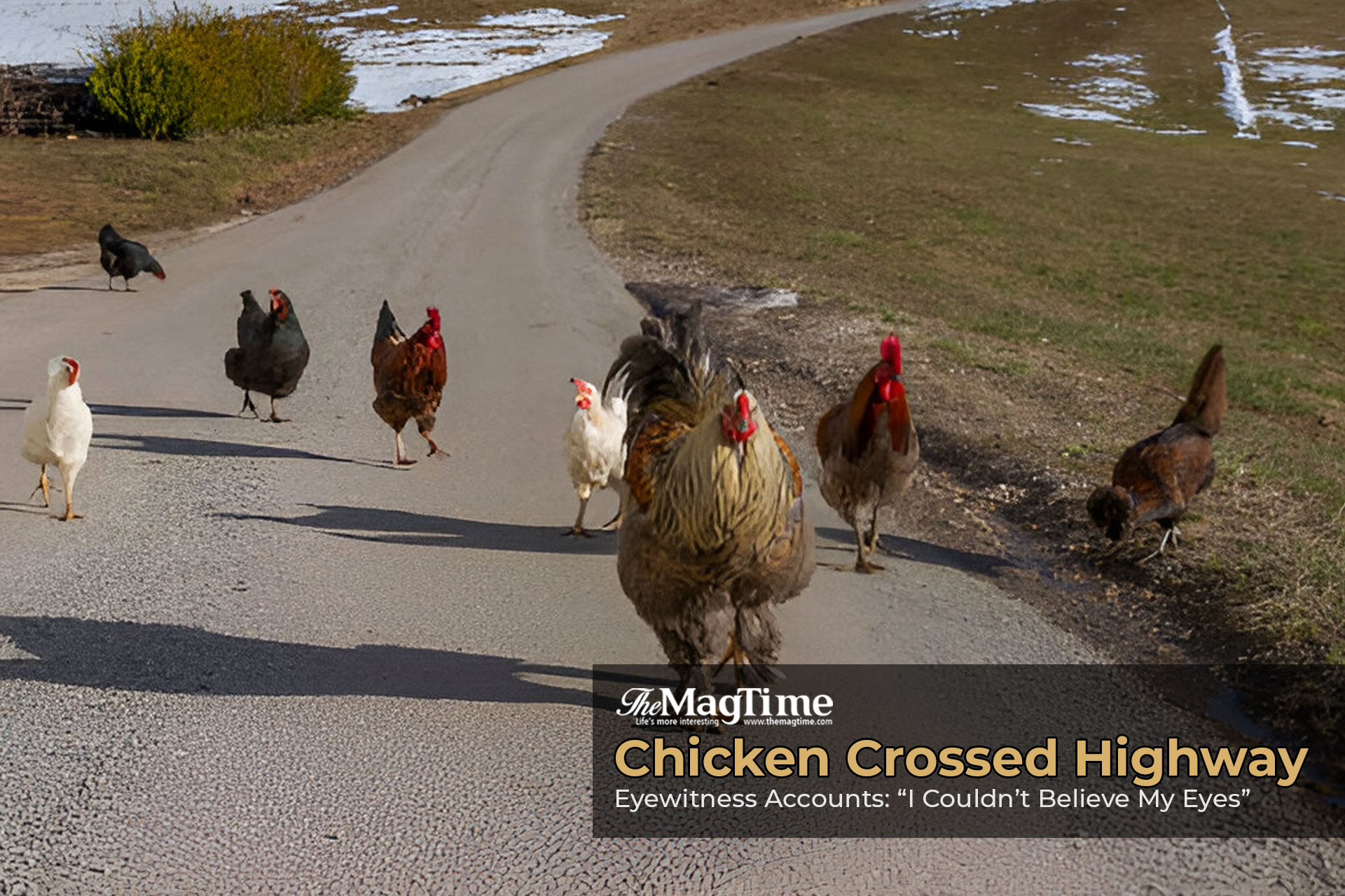 Chicken Crossed the Highway